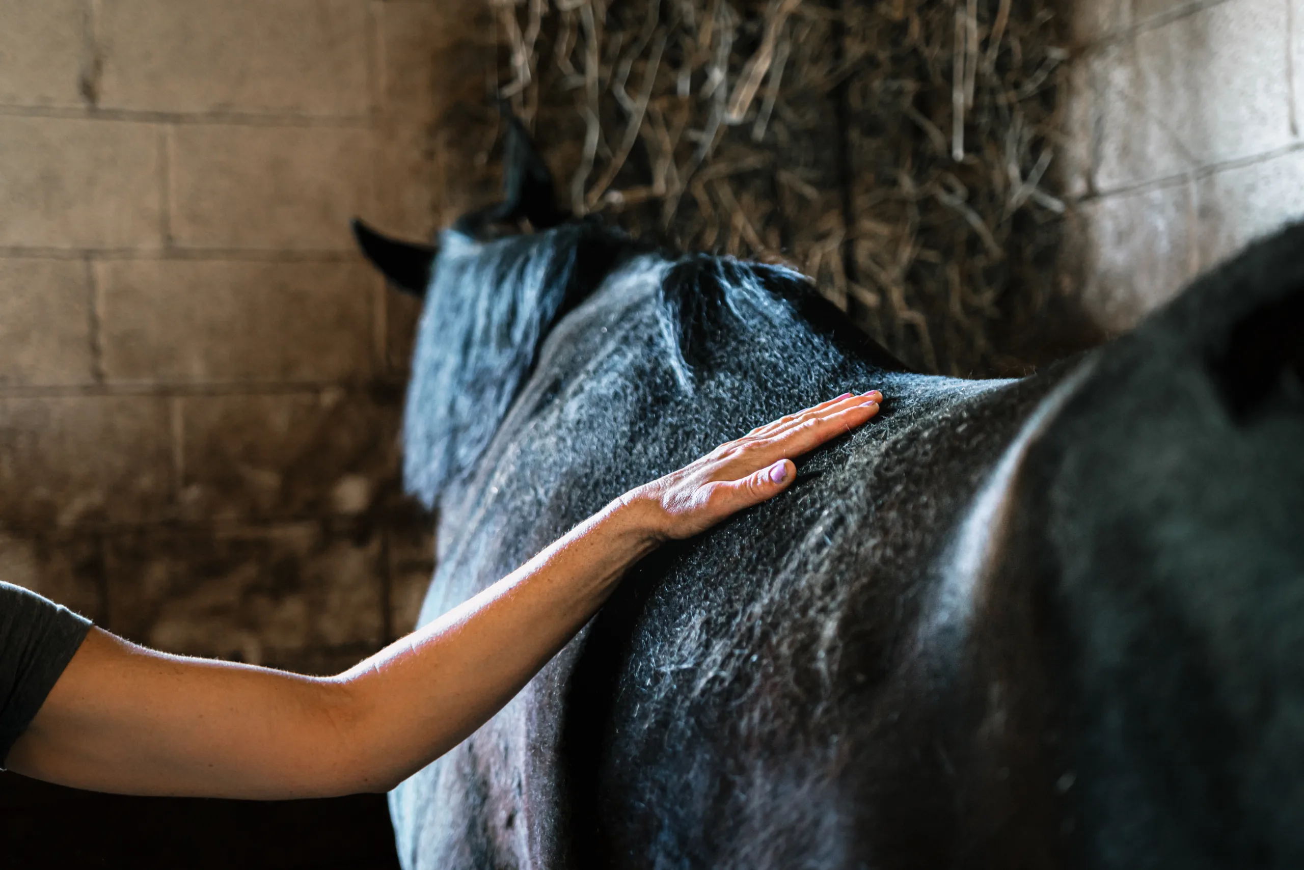 Equine Therapy for Recovery | Silvermist Recovery